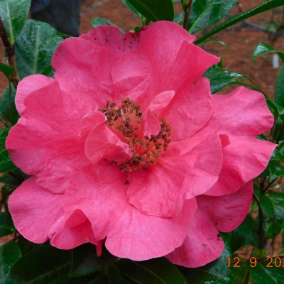 Camellia Library - Search by bloom characteristics